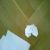 Hajtogassunk aranyos cicát! - origami, papír, cica, hajtogatás, videó ...